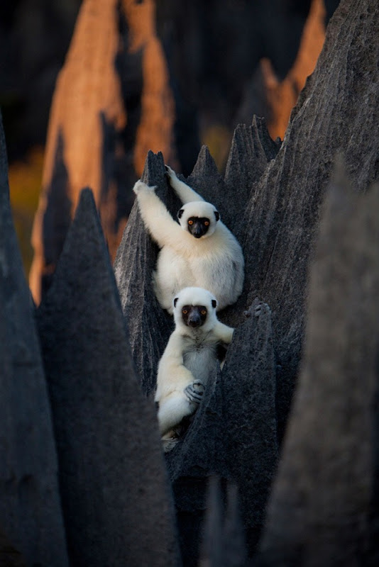 Tsingy: The Stone Forest of Madagascar | Amusing Planet